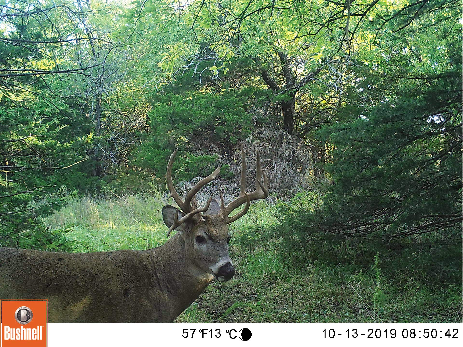 Bushnell Trophy Trail Camera 20MP - High-Resolution Images, Fast Trigger Speed, and Night Vision for Optimal Outdoor Photography