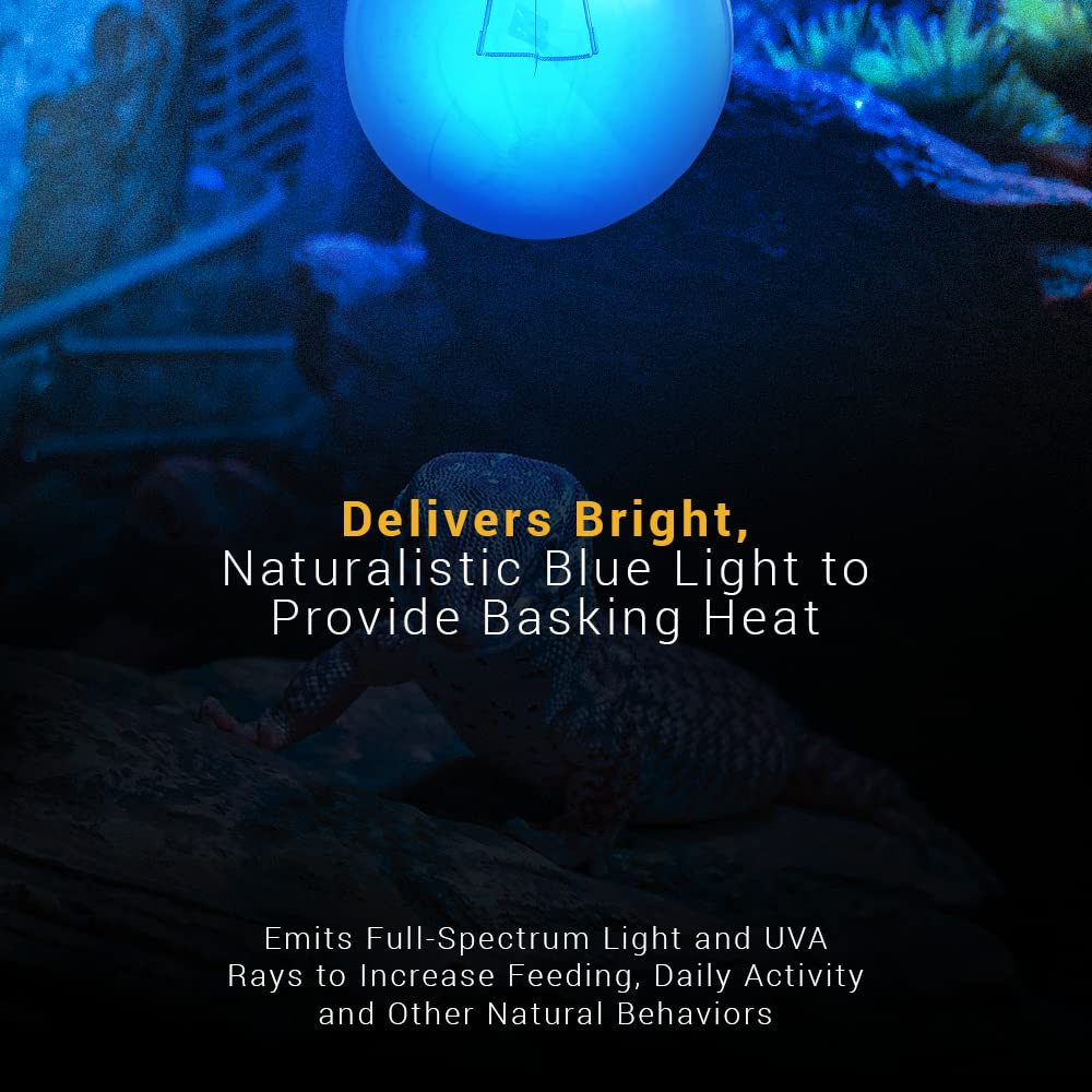 Bluex Bulbs 4 Pack A19 Day Blue & Red Night Reptile Heat Bulb Combo Pack 60W - Terrarium Light & Heat Source Replicates Day Night Environment Promotes Natural Behavior Reptile Day and Night Heat Lamp