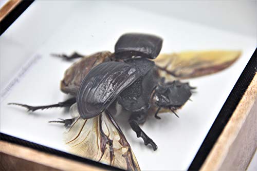 Real Exotic Elephant Dung Beetle (Heliocopris dominus (Bates, 1868) Open Wings Female β preserved taxidermy insect bug collection framed in a wooden box as pictured