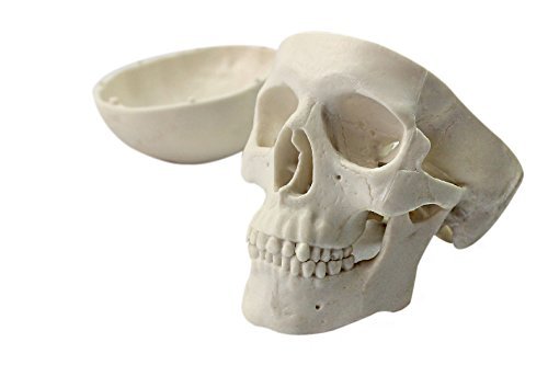 Ocean-Aquarius Mini Human Medical Anatomical Head Bone Skull Bone Model Educational Mini Model