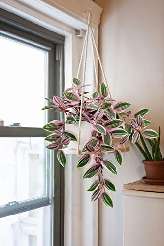 GnFlus Fake Plants, 20 Inch Artificial Peperomia Watermelon Plant Faux Greenery Potted Vine in Ceramic Pot for Home Bedroom Office Table Shef Indoor Outdoor Decor - Style 1