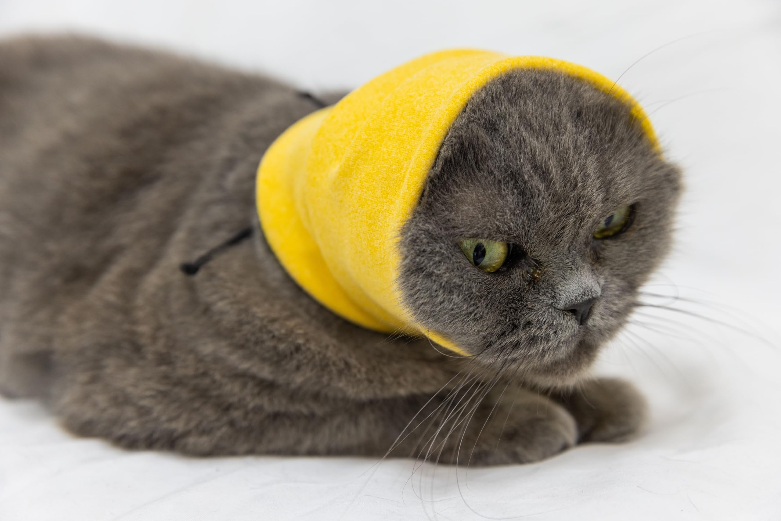 DDFS Cat Hematoma Ear Wrap,Cat No Flap Ear Wrap Anxiety & Stress Relief - No Flap Ear Wrap for Cats Yellow S