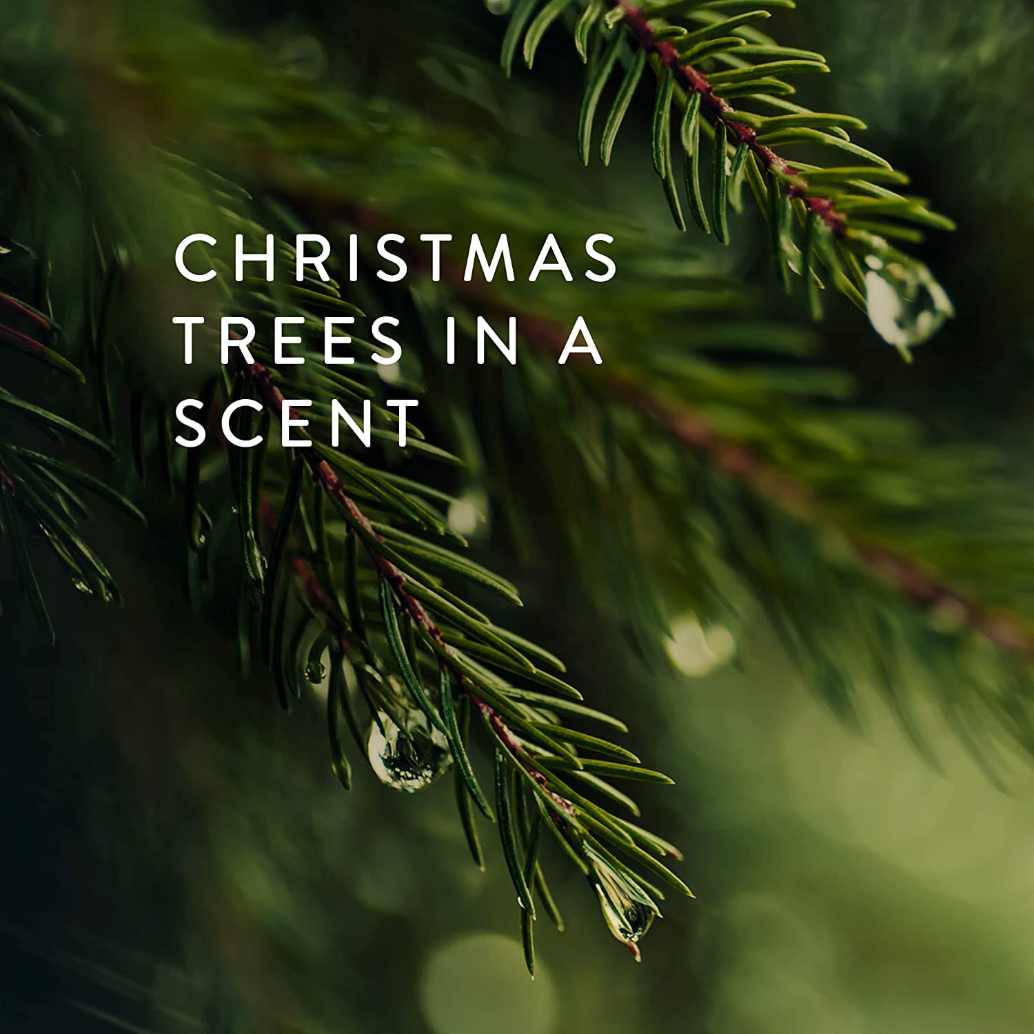 Thymes Frasier Fir Pillar Candle - Place on Candle Holder - Winter & Fall Candles with a Luxury Home Fragrance - Highly Scented Candles (3 x 6 Pillar)