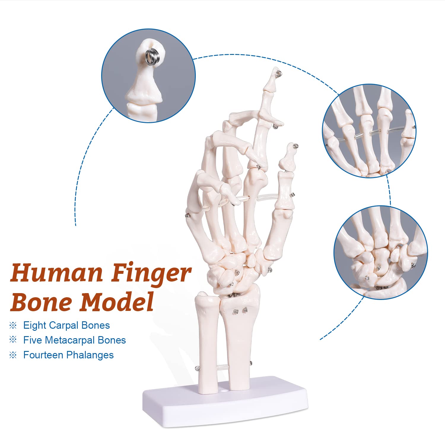 faruijie Hand Skeleton Model - Medical Human Finger Bone Anatomy Bendable Right Hand Skeleton with Articulated Joints Wrist Ulna and Radius