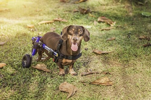 Dachshund Wheelchair - for Small Dogs 2-30+ Pounds - Veterinarian Approved - Dog Wheelchair for Back Legs