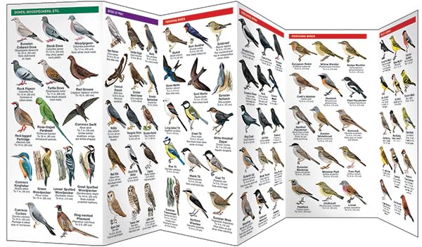 Great Britain Birds: A Folding Pocket Guide to Familiar Species of England, Scotland & Wales (Nature Observation International)