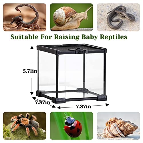 Hamiledyi Mini Reptile Glass Terrarium Tank,8"x8"x6" Hermit Crab Breeding Box Transparent Jumping Spider Enclosure Small Amphibians Habitat Cage for Baby Snake Gecko Lizard Tarantula
