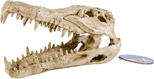 Penn-Plax RR1065 Crocodile Skull Animal Resin Ornament for Fish Tanks 9L x 4W x 5.5H"