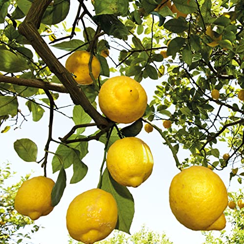Weleda Refreshing Citrus Body Wash, 6.8 Fluid Ounce, Gentle Plant Rich Cleanser with Lemon Peel and Sesame Seed Oils