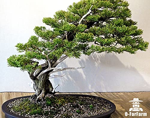 O-FarFarm Bonsai Soil Mix Ready to Use 2 Quart, Fast Draining All Purpose Potting Soil for Bonsai Tree, Ideal for Root Development, Made from Akadama, Lava Rock, Pumice and Pine Barks