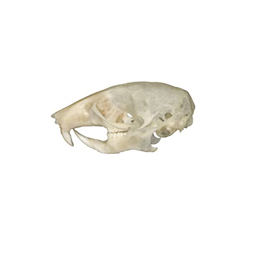 Real Mouse Skull A Quality
