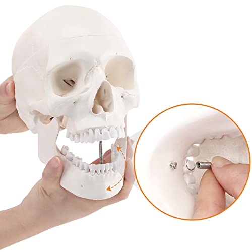 Human Skull Anatomical Model, HINGONS Adult Sized Skull 3-Part Removable Skull Cap and Moving Jaw, for Student Human Anatomy Learning