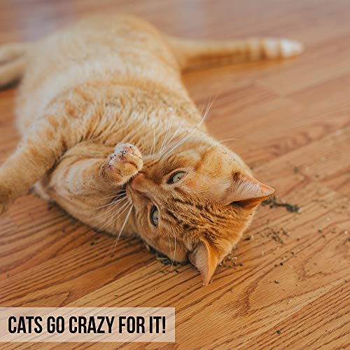Our Pets Premium Catnip - 2.25 oz Jar of High Potency Catnip - 100% North American Grown