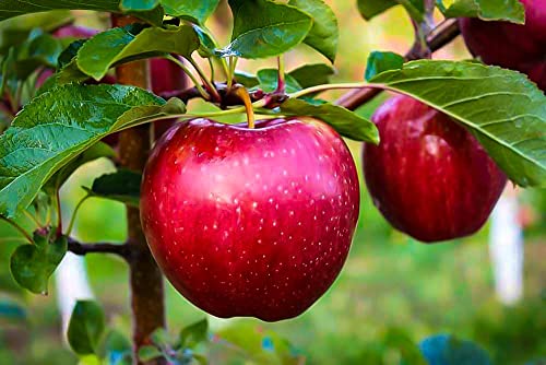 Fuji Apple Tree Live Plant Apple Fruit Tree 4 to 5 Feet Tall Planting Outdoors Apple Plant