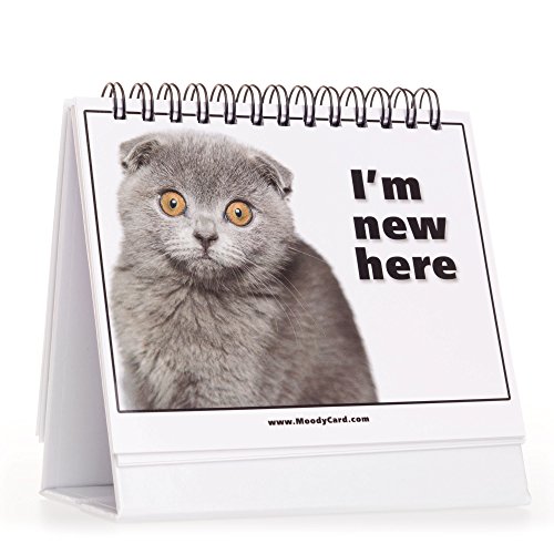 Moodycards Office Gift For Cat Lovers Make Everyone Laugh with These Adorable and Hilarious Cat memes - Let The Kittys Tell Everyone How You Feel! A Terrific Office Gift! 25 Different Moods