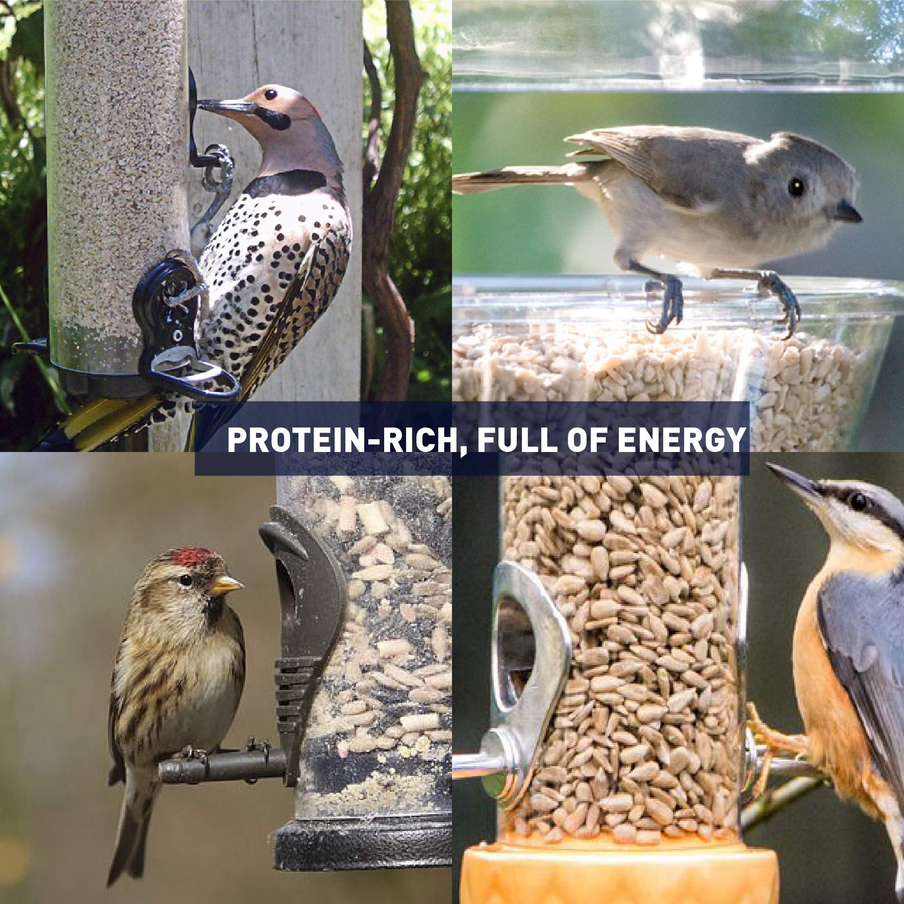 EasyGoProdcuts Sunflower Kernels β Medium Sun Flower Wild Bird Seed Chips 50 lb