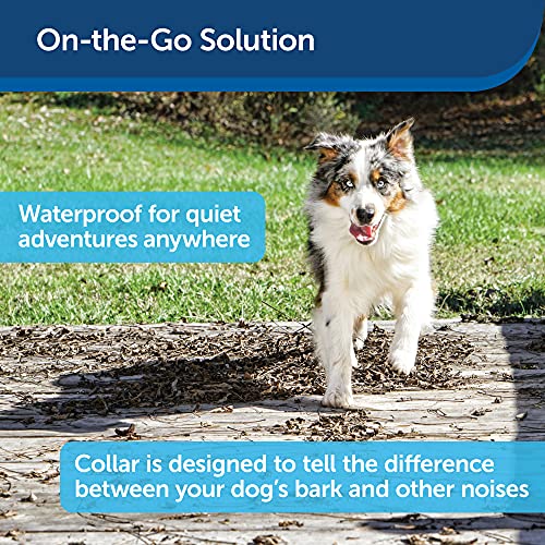 PetSafe Basic Bark Control Collar for Dogs 8 lb. and Up, Anti-Bark Training Device, Waterproof, Static Correction, Canine - Automatic Dog Training Collar to Decrease Barking, PBC-102