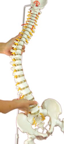 Super Flexible Spine Model with Pelvis and Femur Heads, Life Size, 87cm/34β