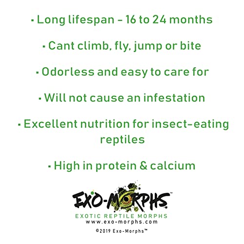 Exo-Morphs 100 Large Dubia Roaches (3/4-2 Inches Length) Reptile Food Live Arrival - Free Heat Pack Included If Needed