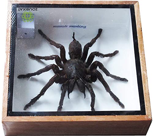 Taxibugs Real EURYPEIMA SPINCRUS Tarantula Spider Taxidermy Boxed Insect Display