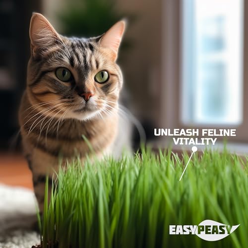 CATGRASS Seeds | Non GMO | Grown in USA | from Our Farm to Your Home (1POUND(16oz))