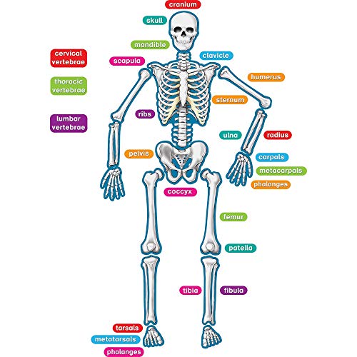 Teacher Created Resources - 77241 Human Skeleton Magnetic Accents 33" x 10" x 9.1"
