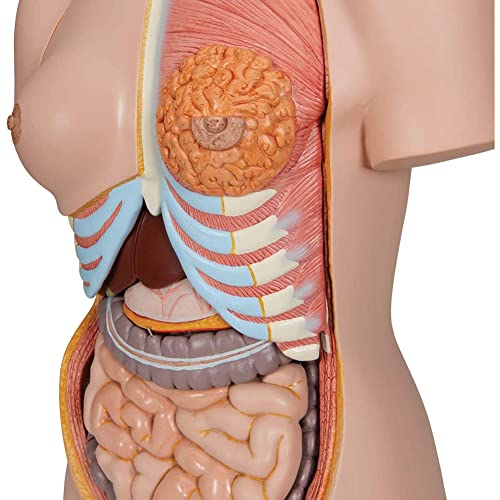 ERCTOO Human Body Model - Torso Anatomical Model - Human Torso Anatomy Model 23 Pcs Removable Parts with Heart Visceral Brain Skeleto for Preschool & School Science Medical Education Display 85cm