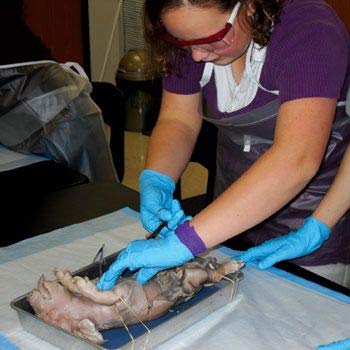 Perfect Solution Preserved Pig, Plain, 1/Bag, 5-7 in