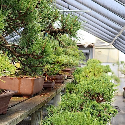 Tinyroots Conifer Bonsai Soil Blend β 2.25 Quarts - Formulated and Pre-Mixed for Junipers, Japanese Black Pines, White Pines, Cedar, Cypress and All Other Conifers