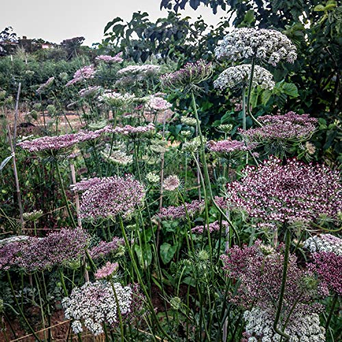 Dara Queen Anne's Lace Seeds - Pack of 200, Certified Organic, Non-GMO, Open Pollinated, Untreated Flower Seeds for Planting โ from USA