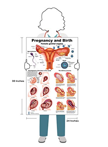 Pregnancy and Birth Poster 24 x 36 Heavy Plastic and Dry Erase Compatible
