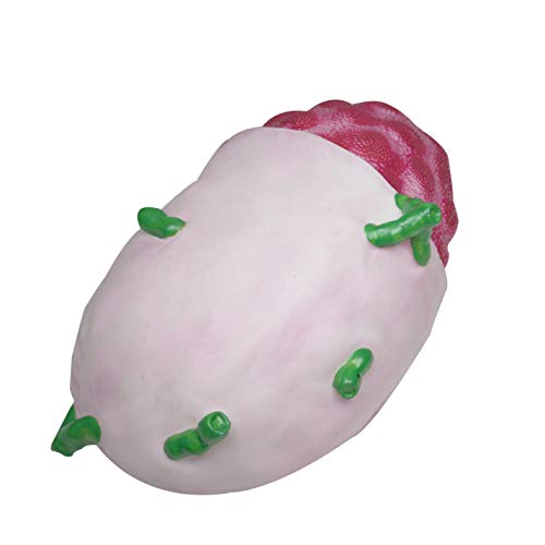Jackson Global JS00150 Human Lymph Node Model | Incredibly Detailed Model | Two Sided to Show Key Anatomical Features | Features Labelled with Accompanying Key Card