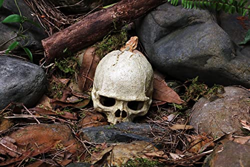 Half Skull Reptile Amphibian Habitat Hide β Premium Non-Toxic Resin for Aquariums & Terrariums β Large Size