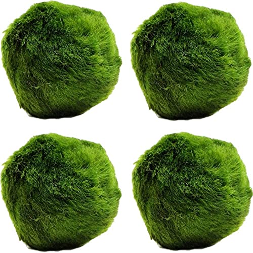 Decorative Balls for Fish Tank Water Grass Moss Live Aquarium Plant Aquatic Plant Ornament 4pcs(3.5cm/1.37in) Free Fish Tank Decoration Stone 8PCS