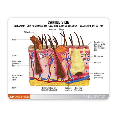 GPI Anatomicals - Canine Skin Model, Skin Model with Flea Bite for Canine Anatomy and Physiology Education, Anatomy Model for Veterinarianās Office and Classrooms, Medical Study Supplies