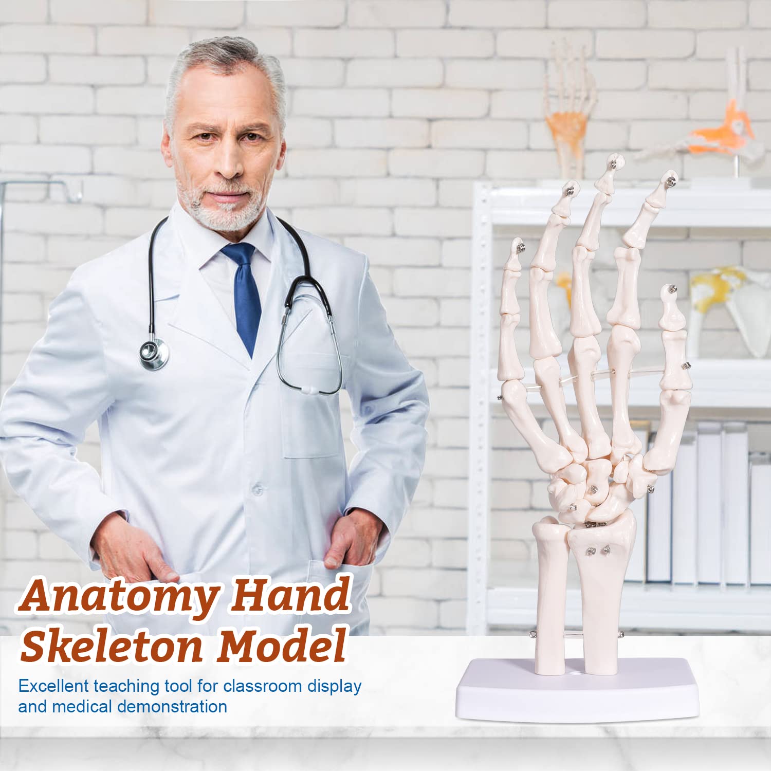 faruijie Hand Skeleton Model - Medical Human Finger Bone Anatomy Bendable Right Hand Skeleton with Articulated Joints Wrist Ulna and Radius