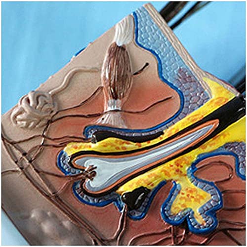 FBITE Anatomy Model, Assembly Educational Model Dog Sick Skin Model Pathological Dog Skin Model Scientific Anatomical Animal Model Educational Teaching Model for Study Display