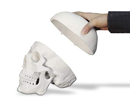 Vision Scientific VAL207-A Life-Size Human Skull – 3 Parts | Medical Grade, Features Joints, Sutures, Fissures, Joints, Foramina and Processes | Removable Skull Cap, Full Dentition | W Manual