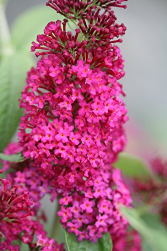 Miss Molly Butterfly Bush (Buddleia) Live Shrub, Deep Pink Flowers, 4.5 in. Quart