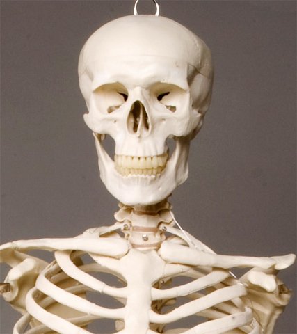 Skeleton Torso with Skull- Life-Size- 2nd Class