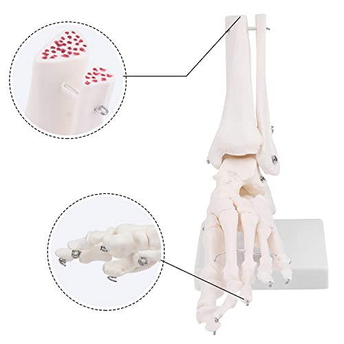 MIIRR Human Foot Skeletal Model,with Tibia and Fibula, Life Size Full Joint Model of Foot and Ankle, Suitable for Teaching and Research Tools