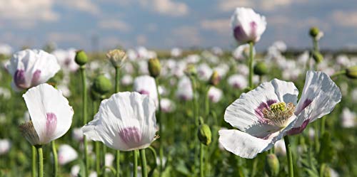 Earthcare Seeds Giant Poppy 250 Seeds (Papaver Somniferum Giganteum) Non GMO - Heirloom