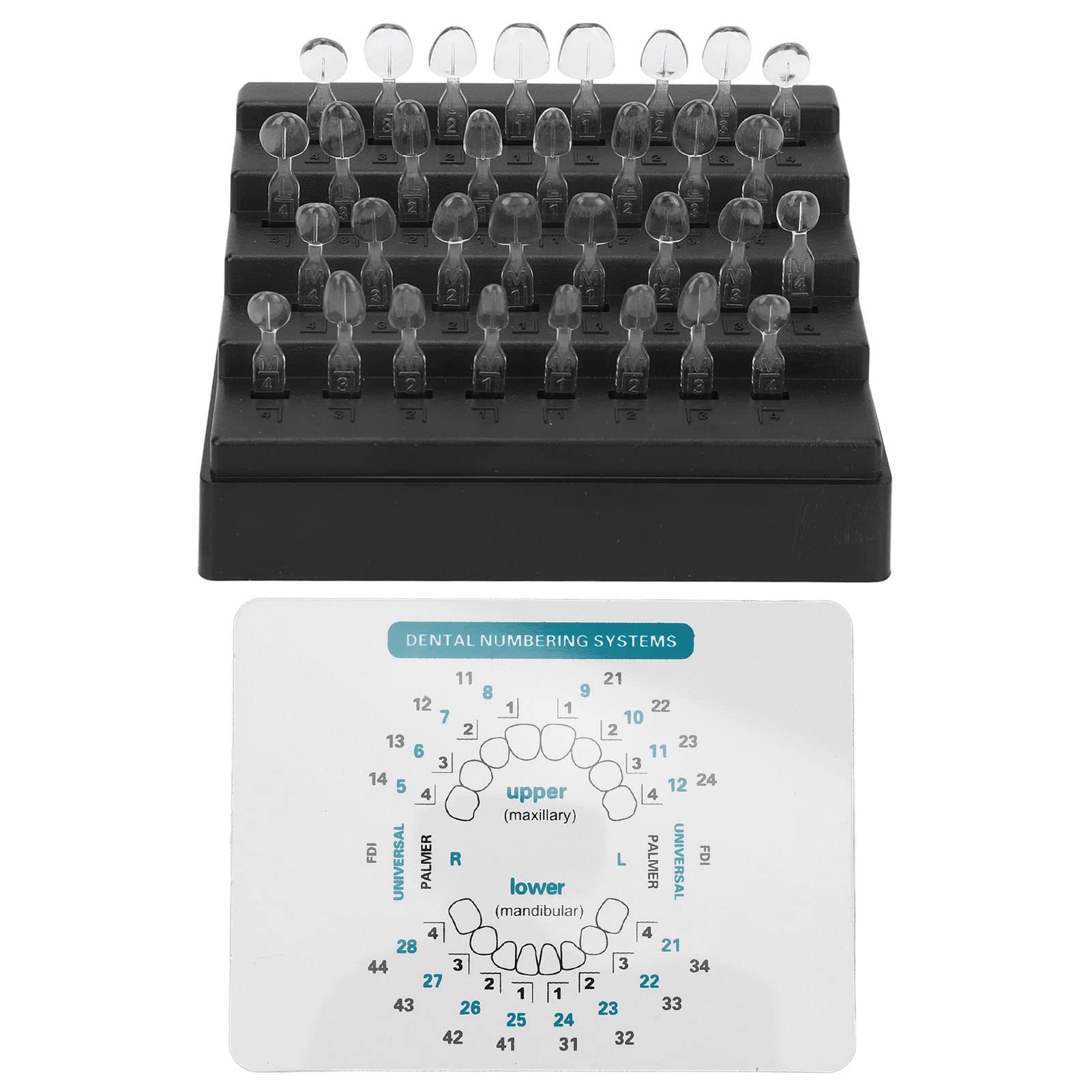 Composite Resin Denture Teeth mould, 32pcs High Temperature Resistance Teeth Veneer mould Different Shapes Front Back Upper Lower Temporary Fake Tooth mould for Men and Women, Pack of 1