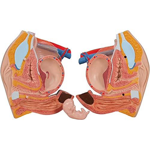 ERCTOO Human Body Model - Torso Anatomical Model - Human Torso Anatomy Model 23 Pcs Removable Parts with Heart Visceral Brain Skeleto for Preschool & School Science Medical Education Display 85cm