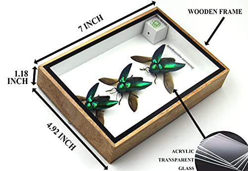 TAXIBUGS Jewel Beetle Mounts Insect Animals Taxidermy in Framed (3 Sternocera Aeguisignata)