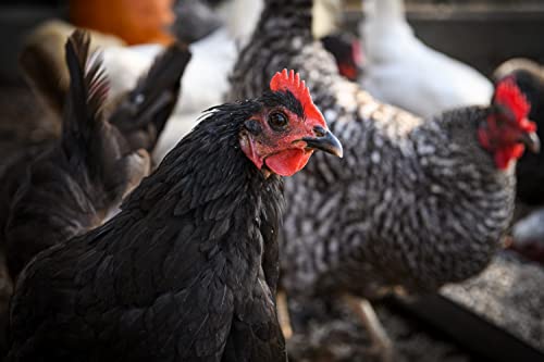 Scratch and Peck Feeds Cluckin' Good Organic Herbs - Supplemental Bird Treats for Chickens and Ducks - Certified Organic, Non-GMO Project Verified - 10 Ounce - 9800-01
