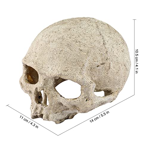 Half Skull Reptile Amphibian Habitat Hide β Premium Non-Toxic Resin for Aquariums & Terrariums β Large Size