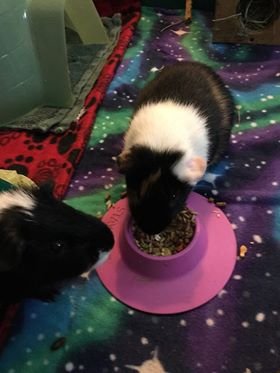 STAYbowl Tip-Proof Ergonomic Pet Bowl for Guinea Pig and Other Small Pets, 1/4-Cup Small Size, Lilac (Purple)