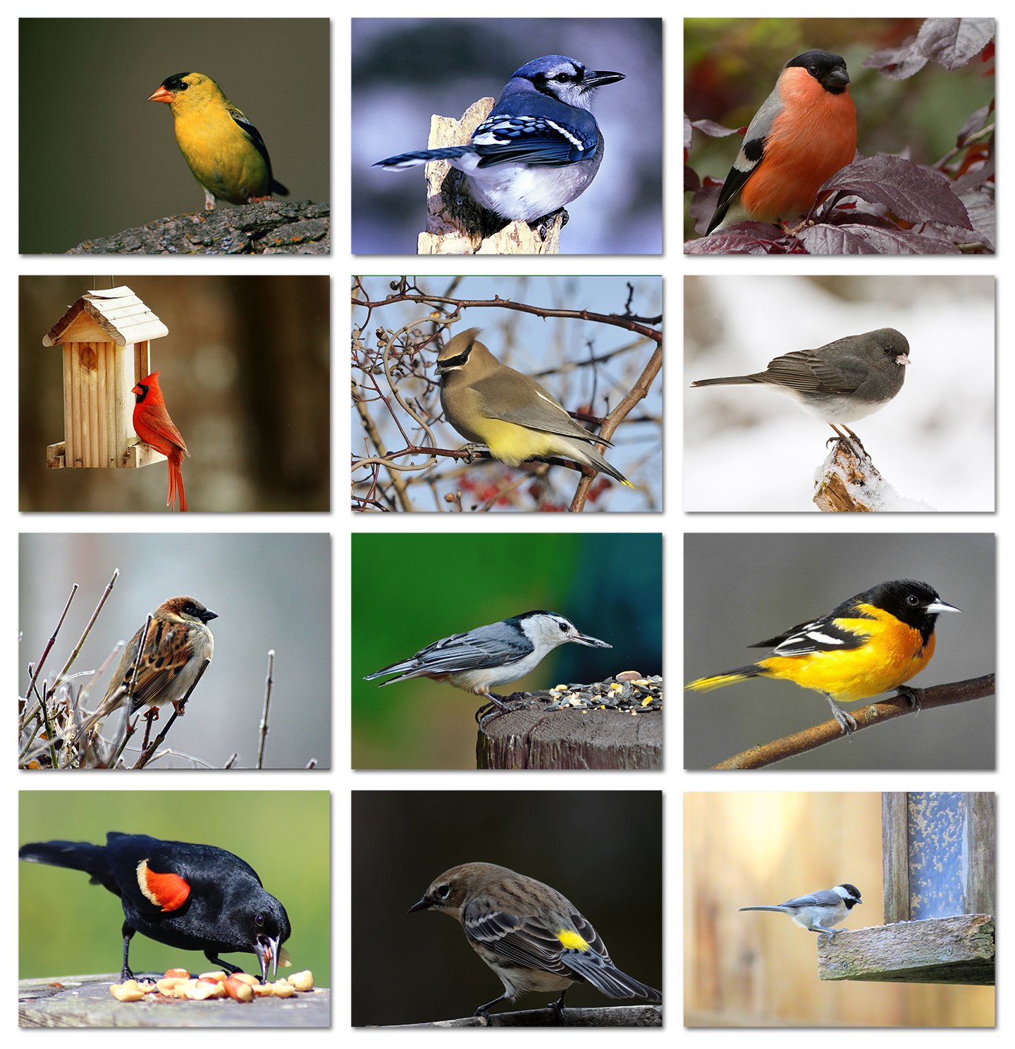 Small World Greetings Song Bird Note Cards With Identification Card 12 Count-Blank Inside with White Envelopes-A2 Size 5.5" x 4.25"-Bird Stationery-All Occasion-Birthday, Thank You, and More
