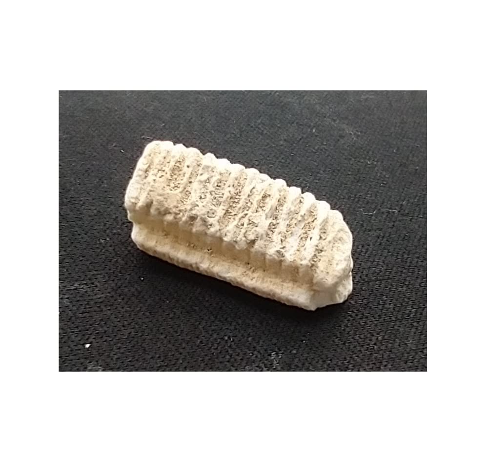 Universal Specialties Shark Teeth in Bag Genuine Fossilized Specimens Perfect for Classroom Lessons Arts and Crafts Necklaces and Play Excavation Sites Real Authentic Eocene Morocco Tooth Approx. 30
